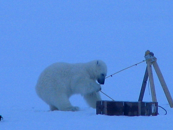 Polar bear lends a hand to Arctic researchers