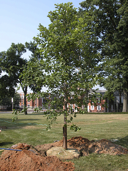 Oak trees planted along walkway to Old College