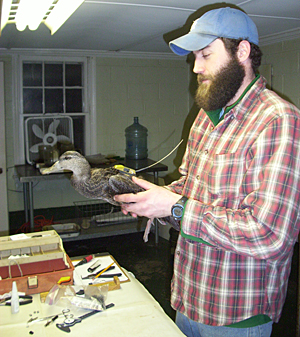 Transmitters help researchers understand duck population decline