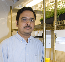 Students battle rice blast disease with underground microbes ...