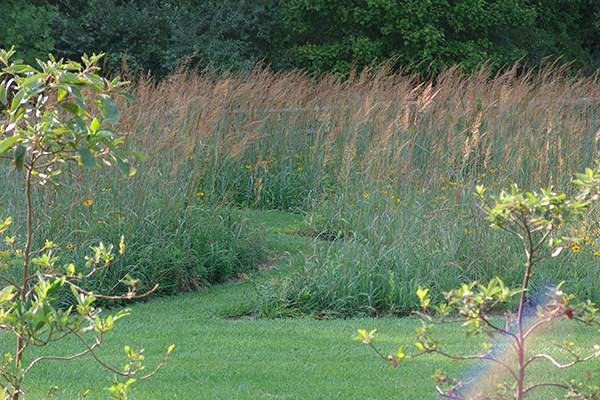 UD professor touts benefits of adding meadows to landscapes