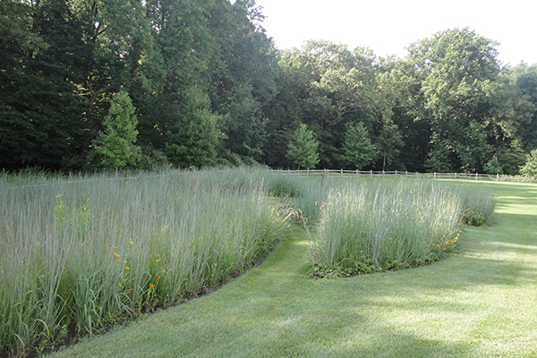 UD professor touts benefits of adding meadows to landscapes